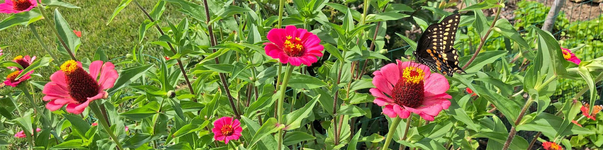 Flowering Ohio Native Plants to Beautify Your Yard | Aberlin Springs