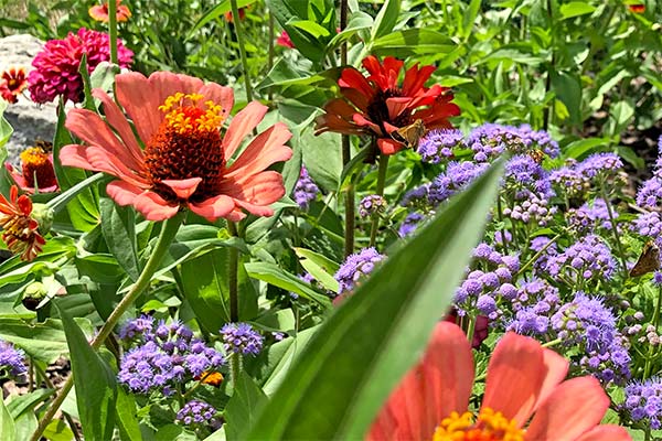 Flowering Ohio Native Plants to Beautify Your Yard | Aberlin Springs